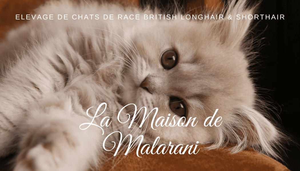 La Maison de Malarani - Attractive Cats